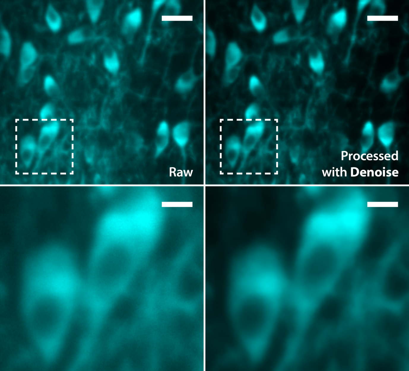MACS® iQ View - 3D Large Volume Software | Miltenyi Biotec | USA
