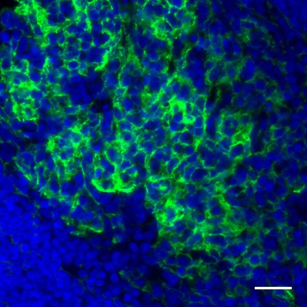 CD11b Antibody, anti-human, REAfinity™ | Miltenyi Biotec | USA