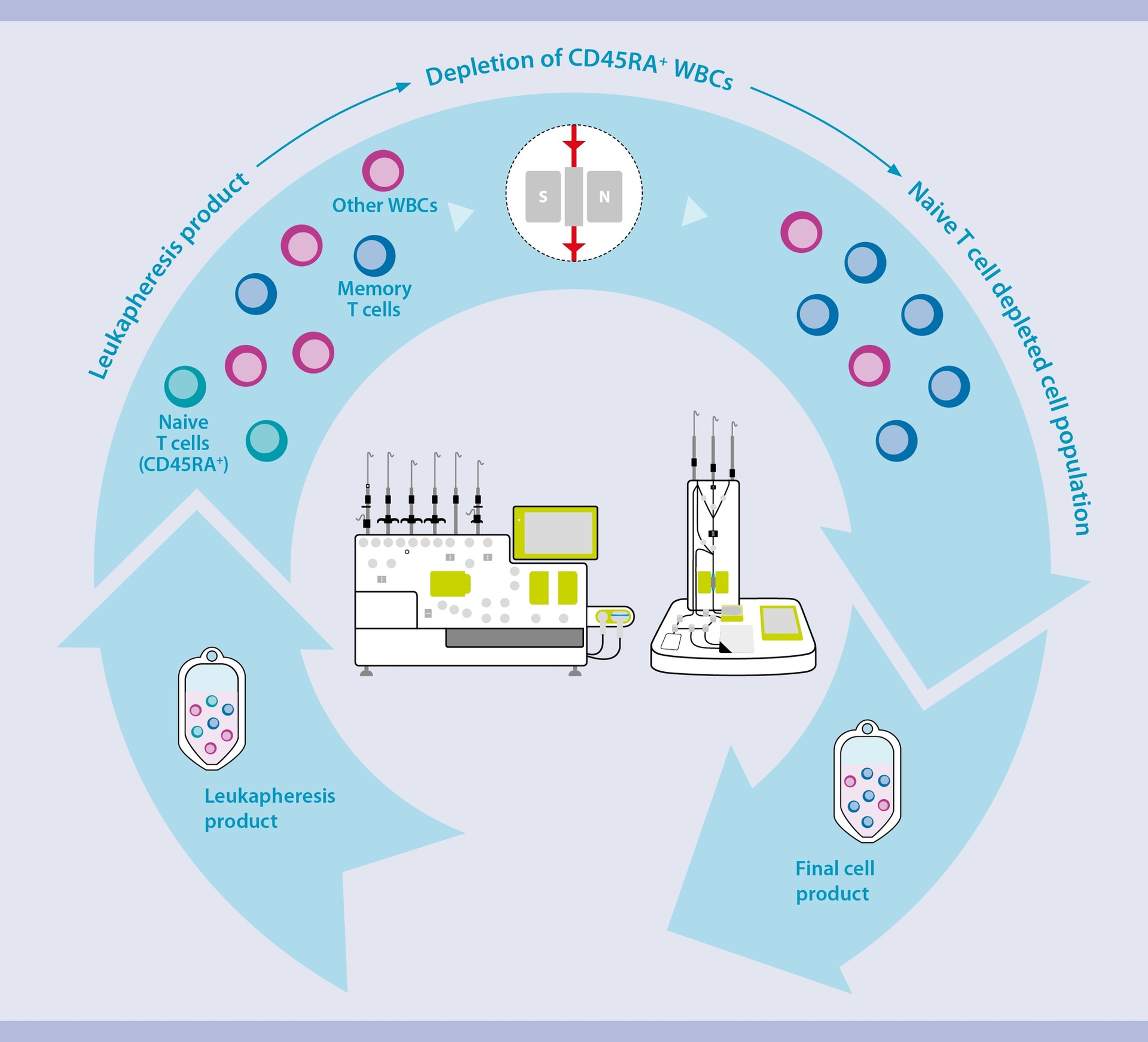 Memory T cells | CD45RA depletion | Miltenyi Biotec | España