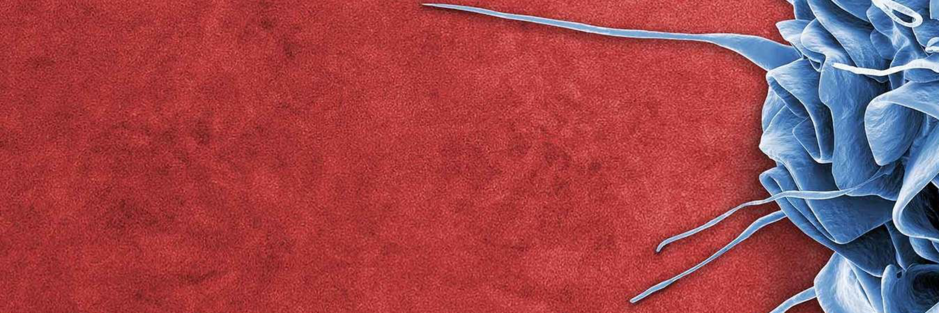 Monocyte isolation | Mo-DC generation | Protocol | Miltenyi Biotec | भारत