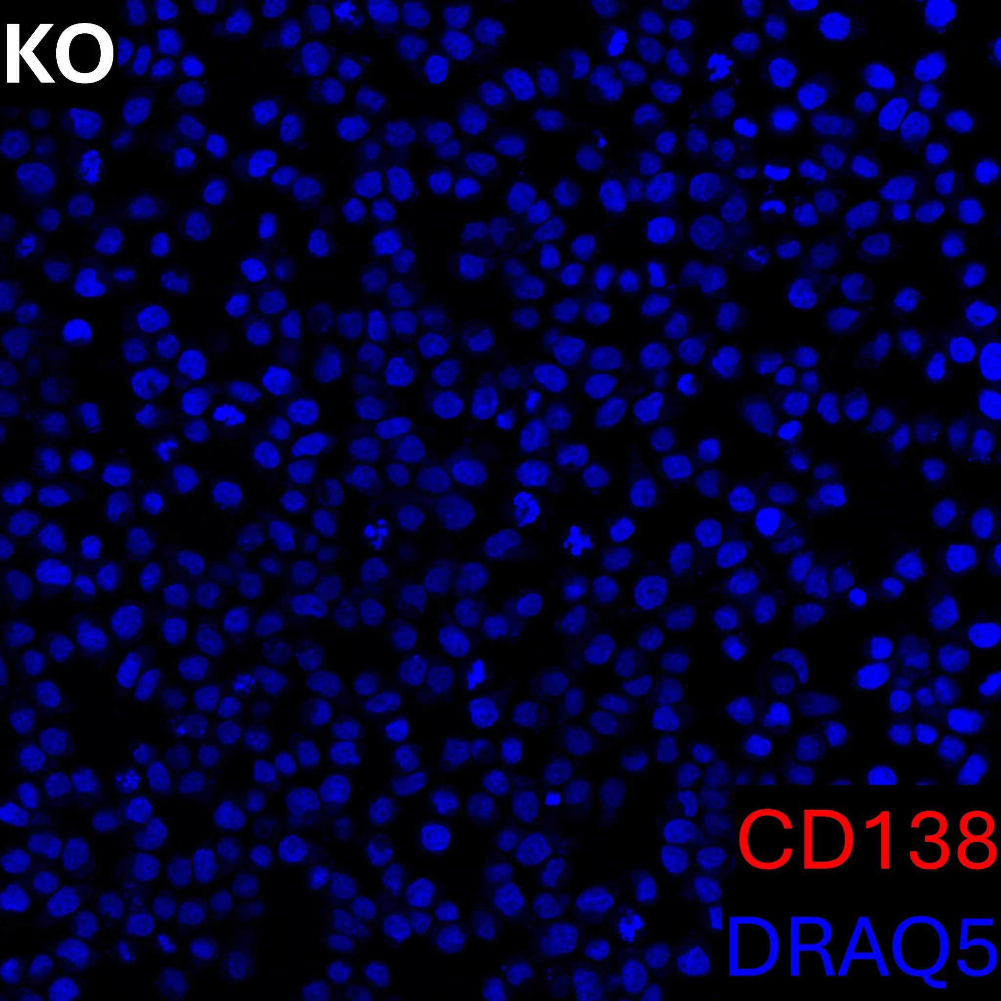 CD138 Antibody, anti-human, REAfinity™ | Miltenyi Biotec | USA
