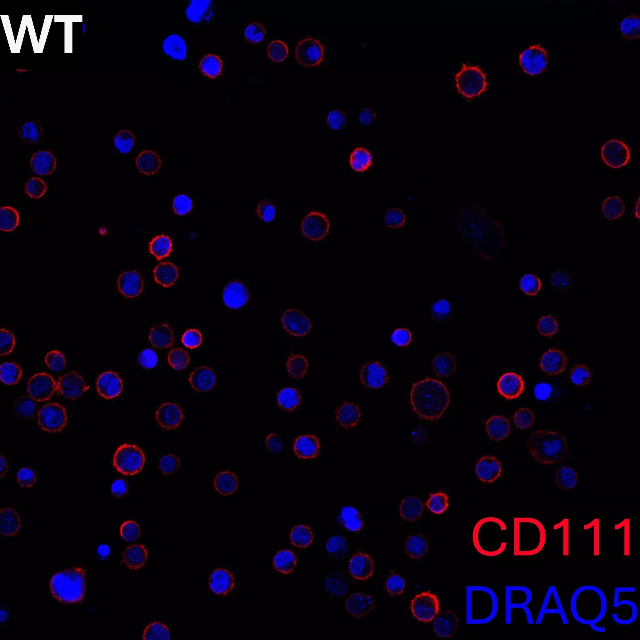 CD111 Antibody, anti-human, REAfinity™ | Miltenyi Biotec | India