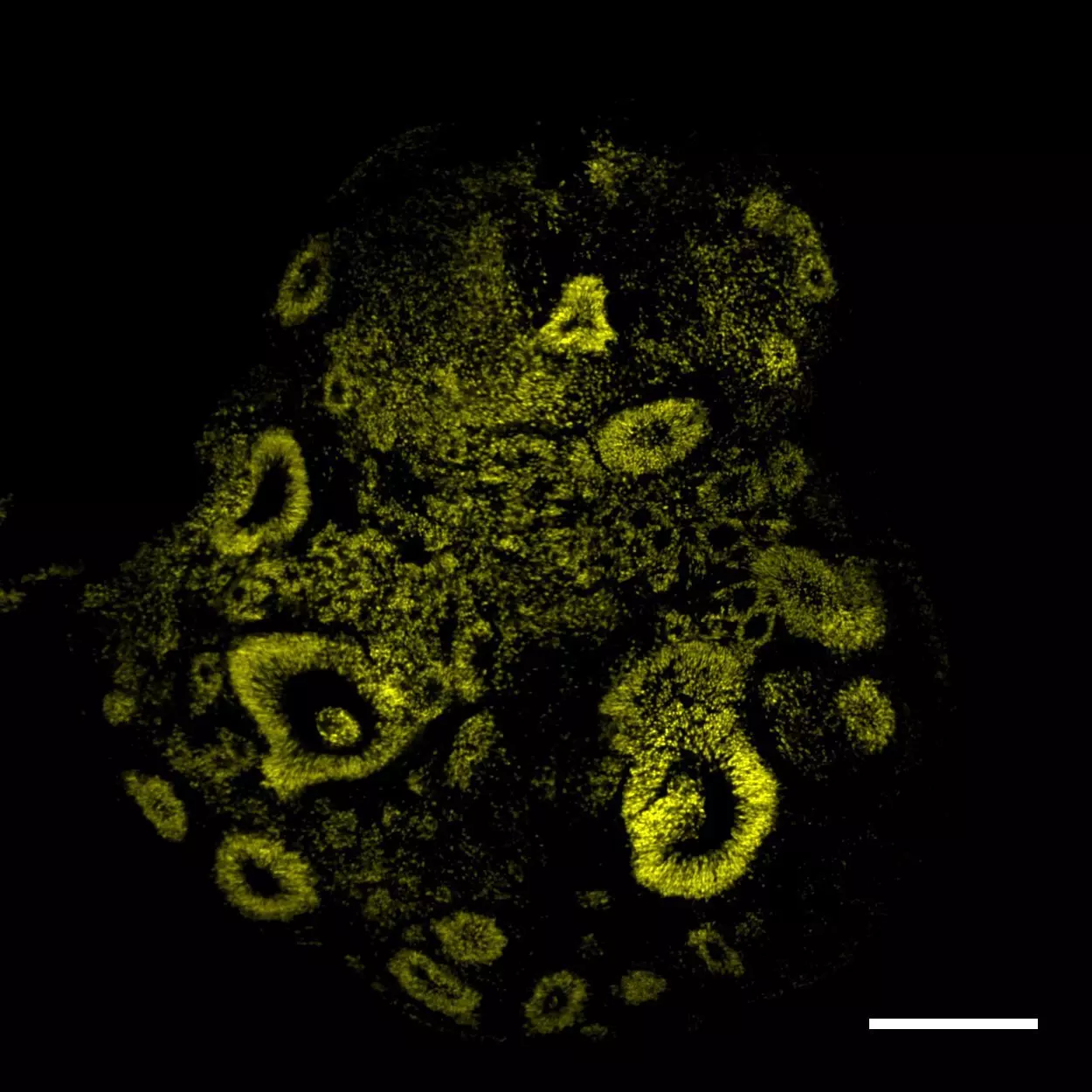 Sox2 Antibody, anti-human/mouse, REAfinity™ | Miltenyi Biotec | USA