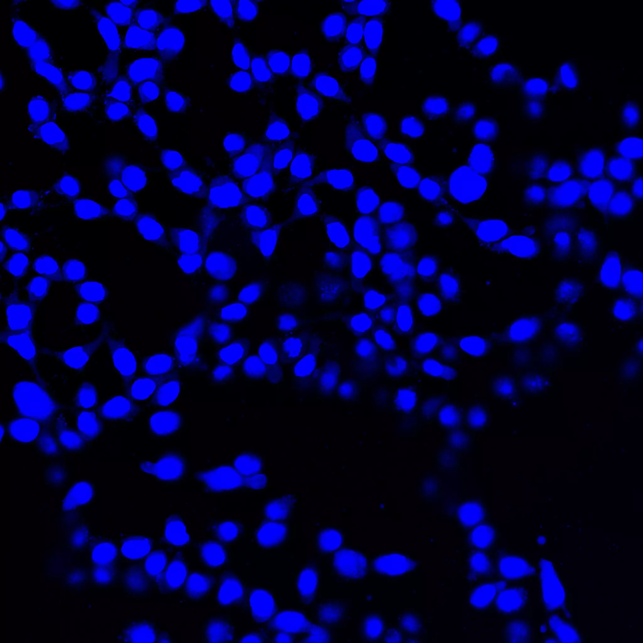 CD201 (EPCR) Antibody, anti-human, REAfinity™ | Miltenyi Biotec | USA