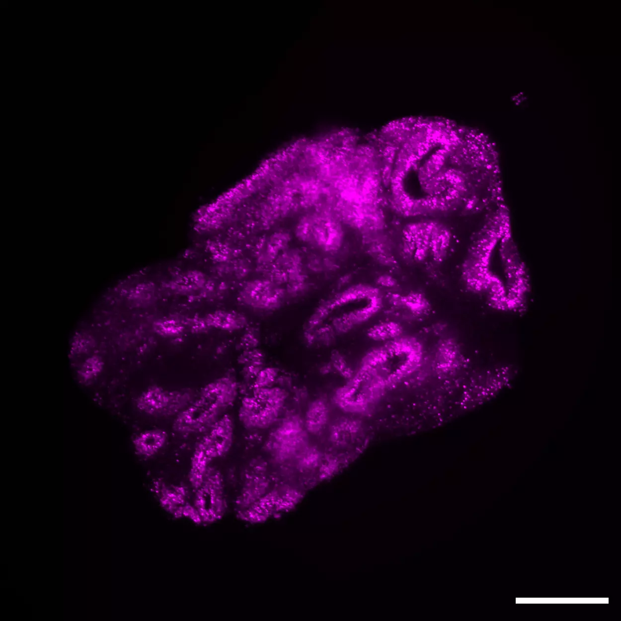 Ki-67 Antibody, anti-human/mouse, REAfinity™ | Miltenyi Biotec | USA