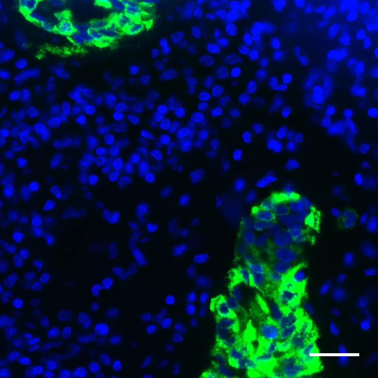 Mucin-5AC Antibody, anti-human, REAdye_lease™ | Miltenyi Biotec | Hong Kong