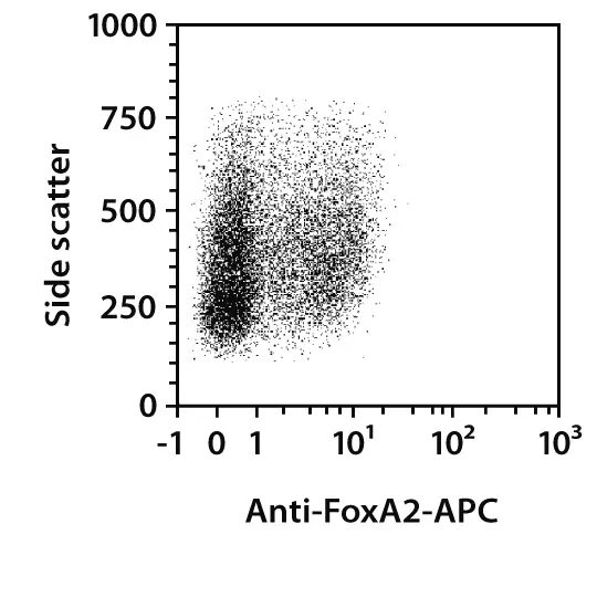 FoxA2 Antibody, anti-human, REAfinity™ | Miltenyi Biotec | USA