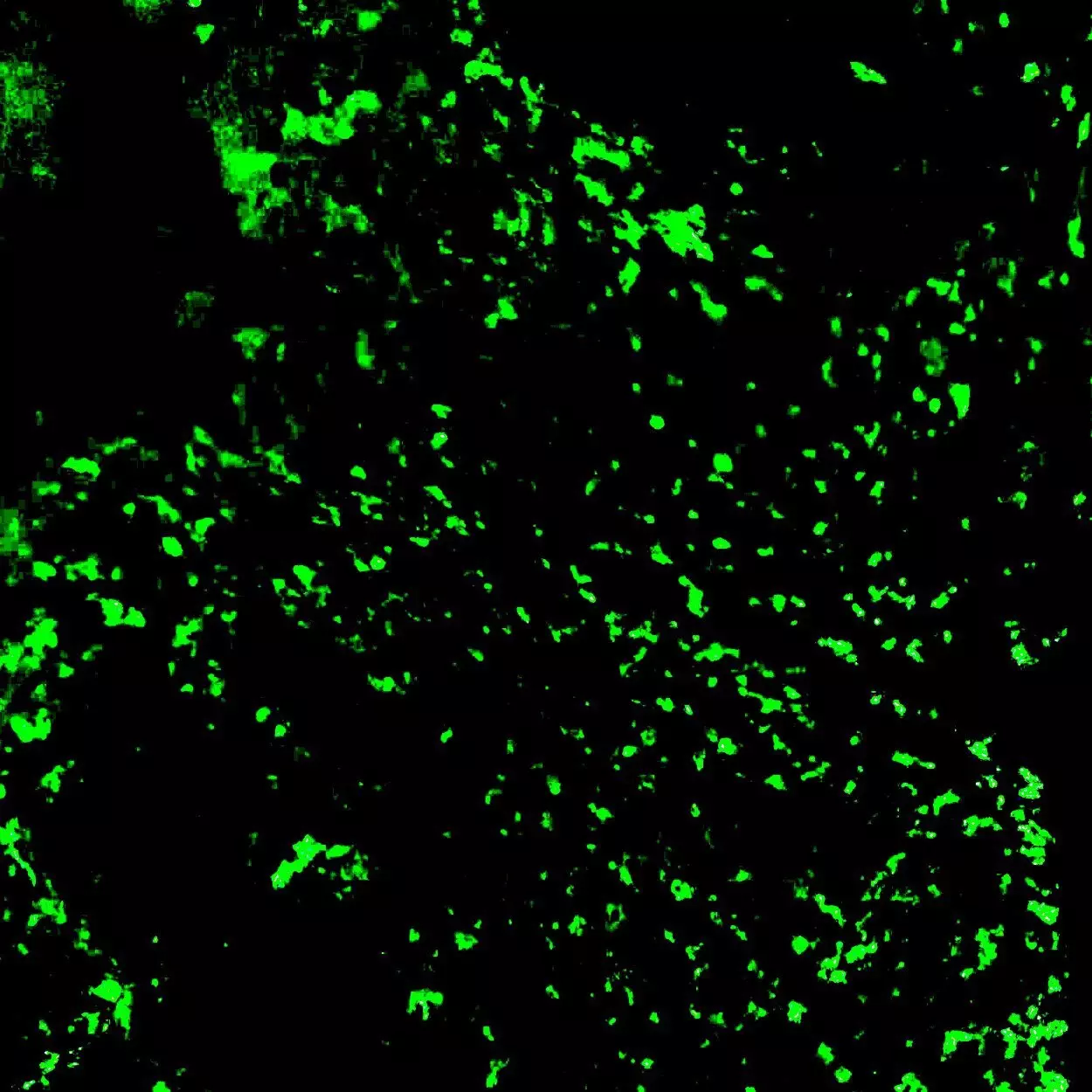 CD14 Antibody, anti-human | Miltenyi Biotec | USA