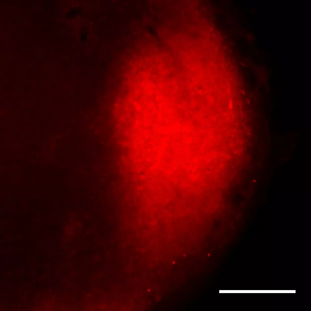 CD19 Antibody, anti-mouse, REAfinity™ | Miltenyi Biotec | USA