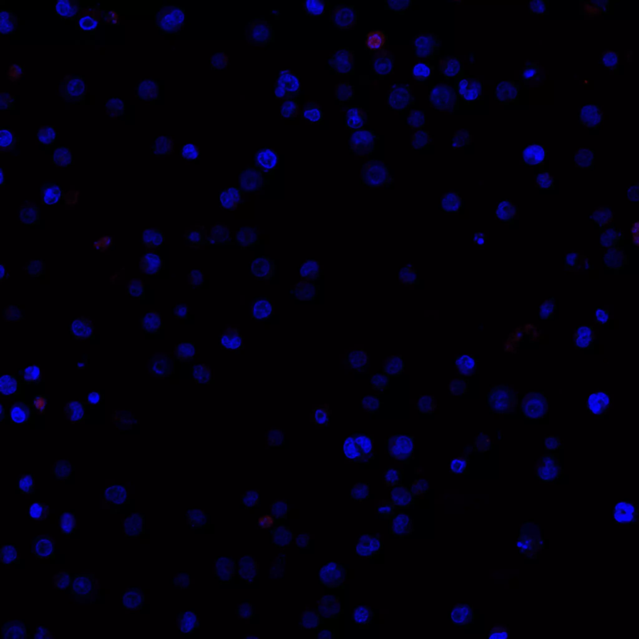 CD301 (CLEC10A) Antibody, anti-mouse, REAfinity™ | Miltenyi Biotec | 日本