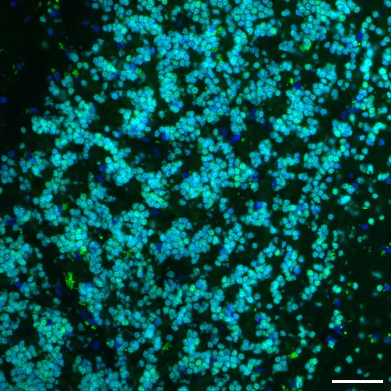 NeuN Antibody, anti-human/mouse/rat, REAfinity™ | Miltenyi Biotec | USA