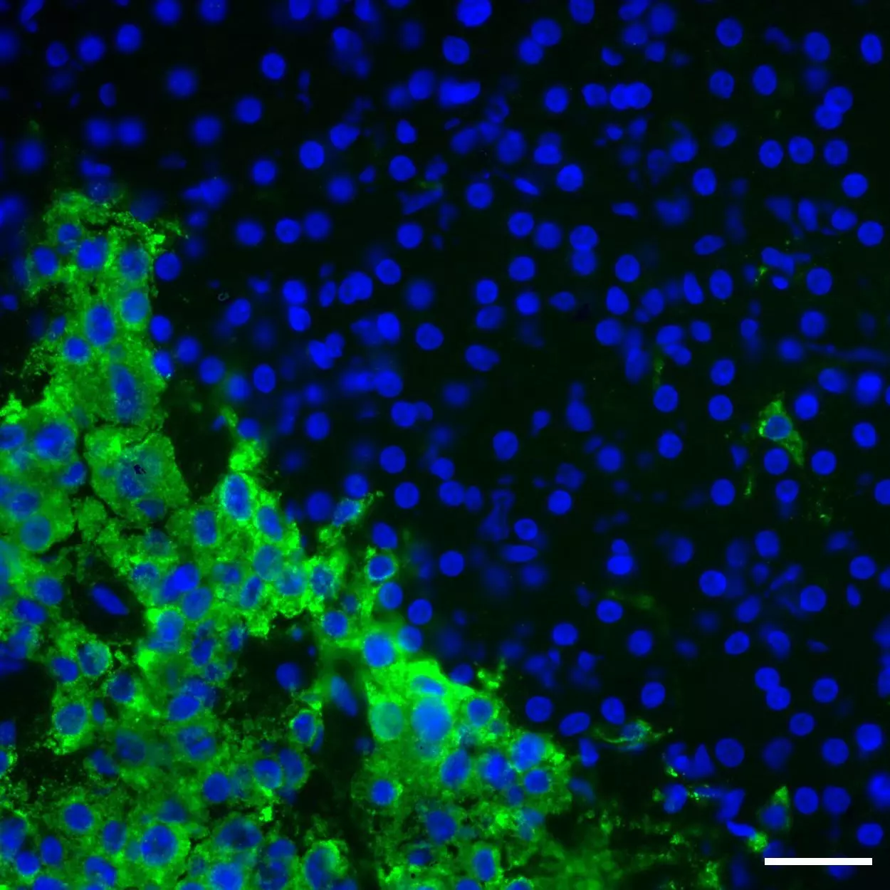 Synaptophysin Antibody, anti-human, REAdye_lease™ | Miltenyi Biotec | India