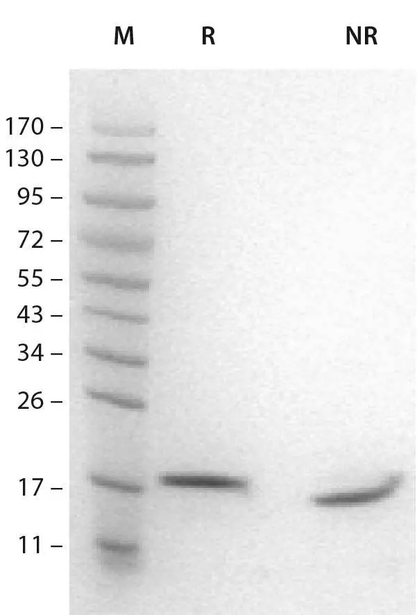 Human SCF | Miltenyi Biotec | Belgique