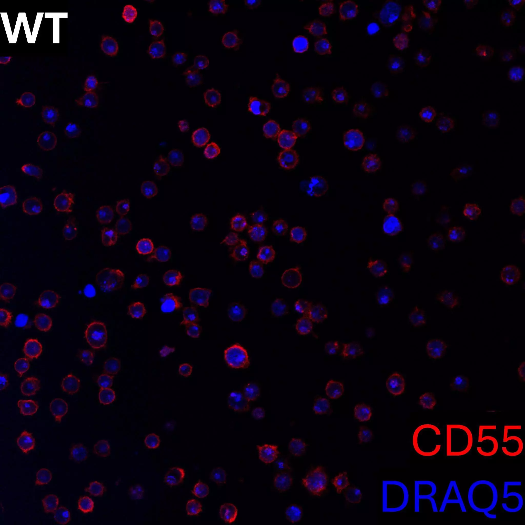 CD55 (DAF) Antibody, anti-human, REAfinity™ | Miltenyi Biotec | India