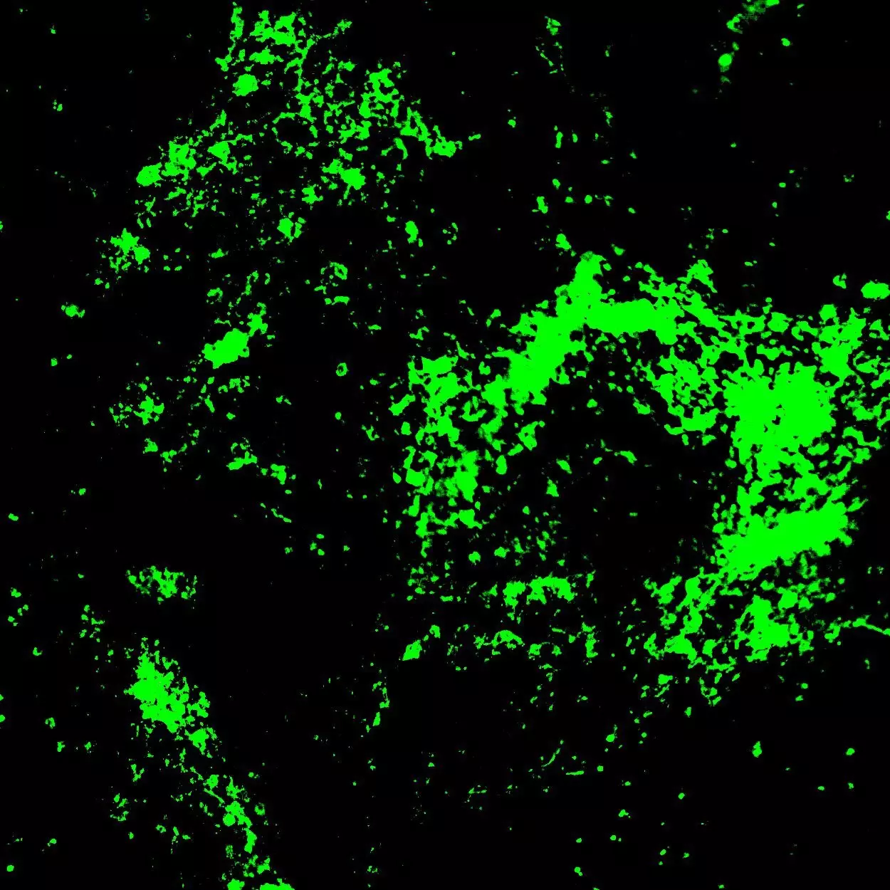 CD326 (EpCAM) Antibody, anti-mouse | Miltenyi Biotec | USA