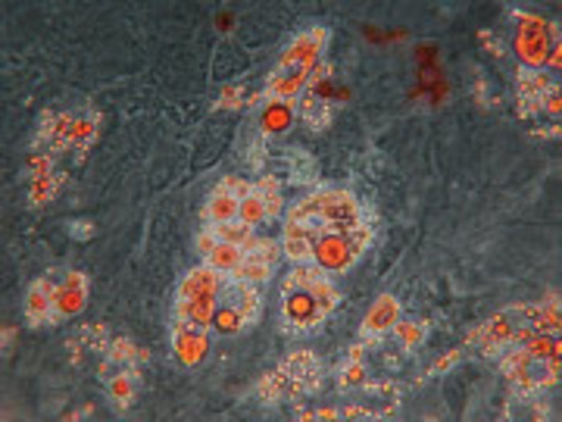 Human mesenchymal stem cells | Miltenyi Biotec | Schweiz
