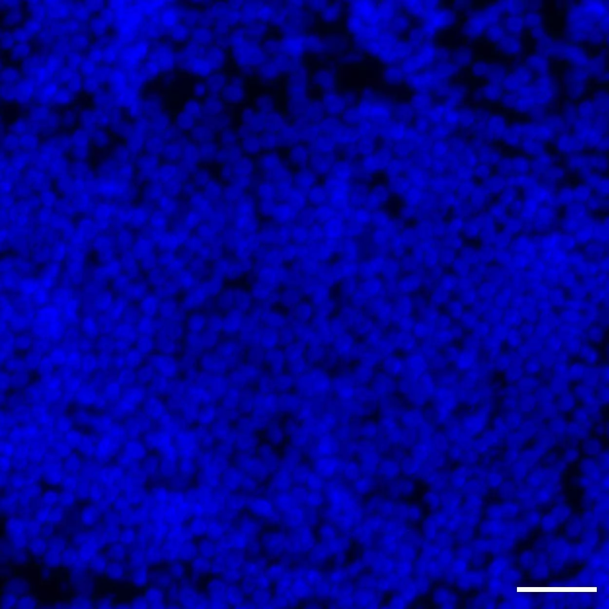 IgD Antibody, anti-human, REAdye_lease™ | Miltenyi Biotec | USA