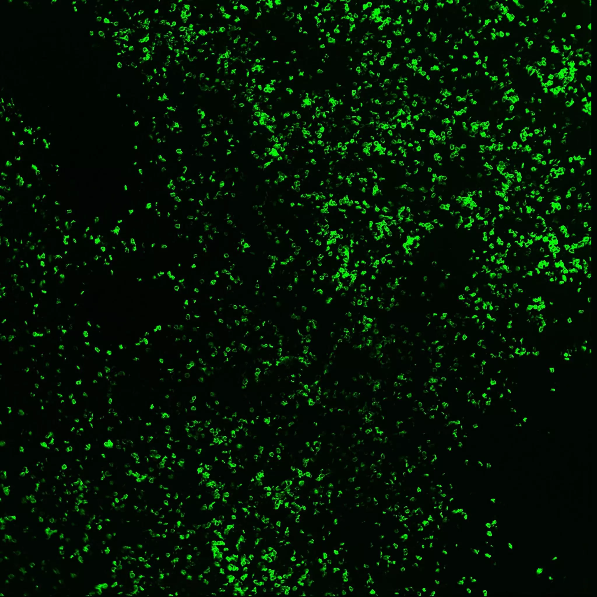 CD235a (Glycophorin A) Antibody, anti-human, REAfinity™ | Miltenyi ...