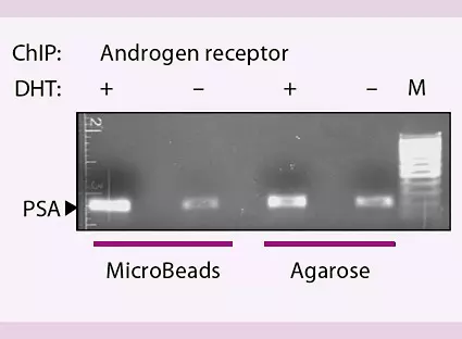Protein A or Protein G Kits | Miltenyi Biotec | USA