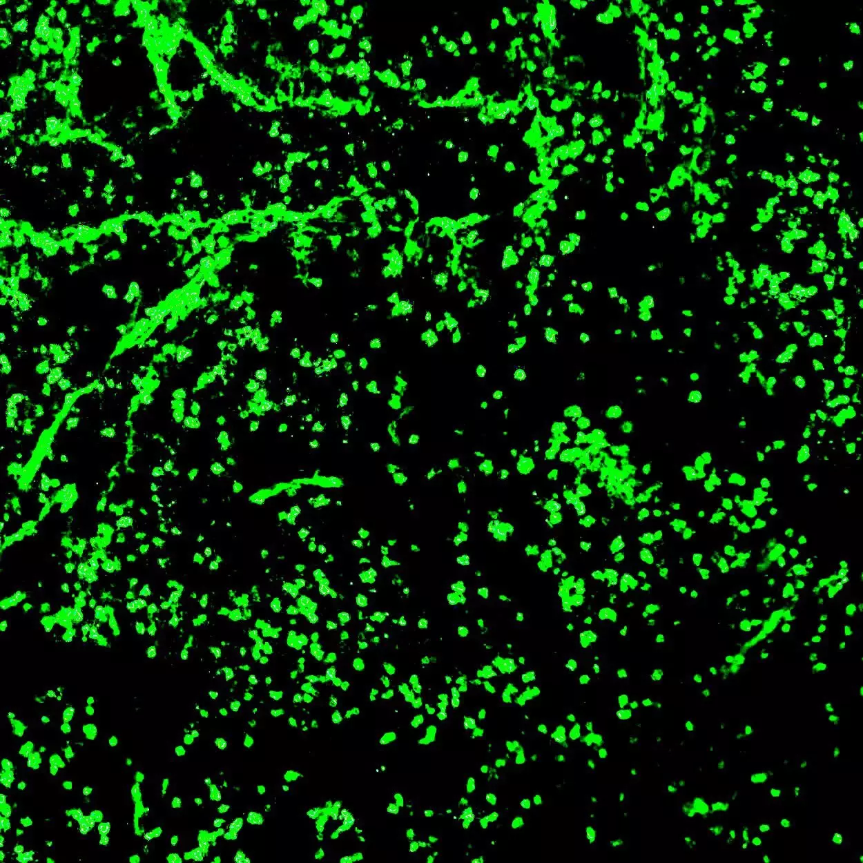 CD90.2 Antibody, anti-mouse | Miltenyi Biotec | 대한민국