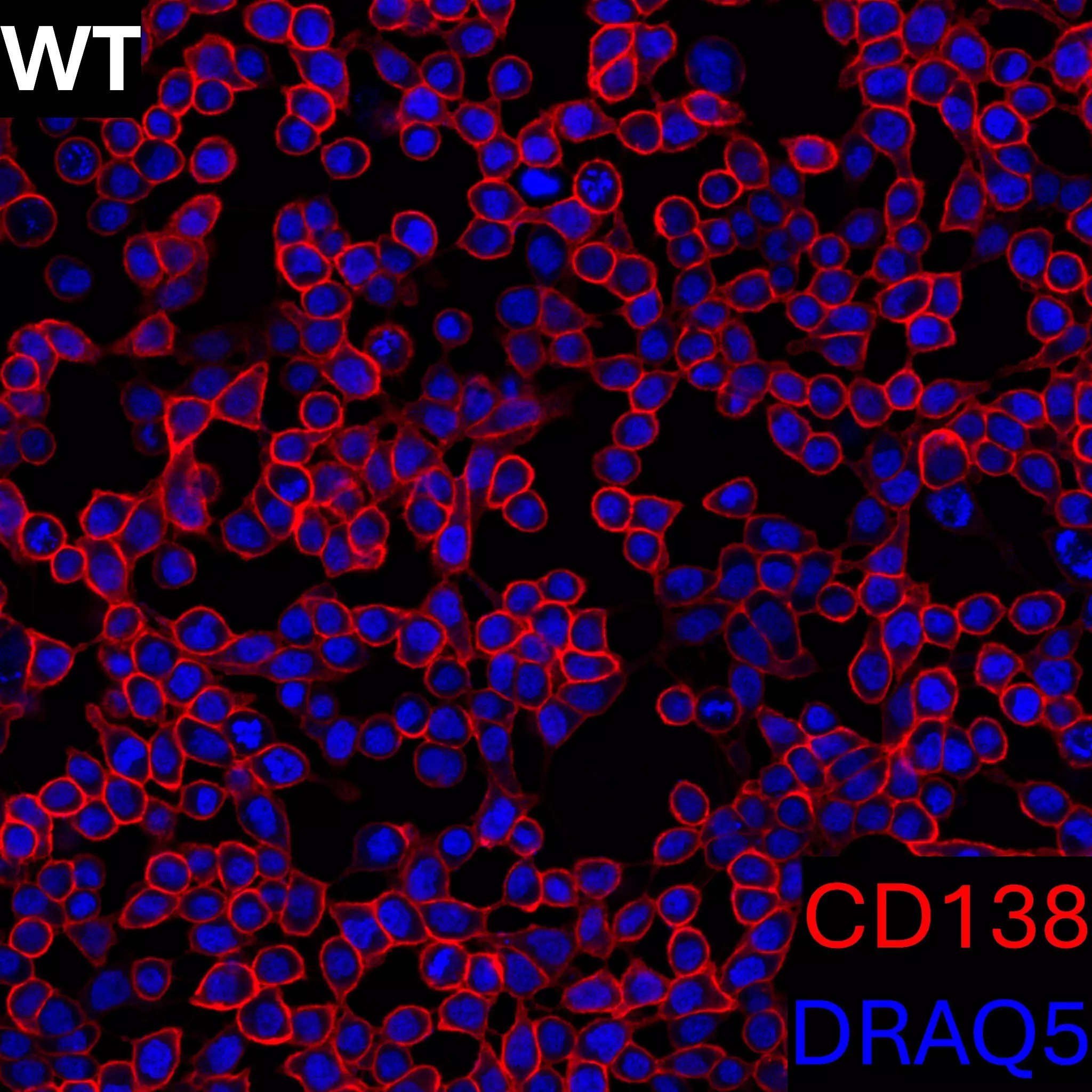 CD138 Antibody, anti-human, REAfinity™ | Miltenyi Biotec | USA