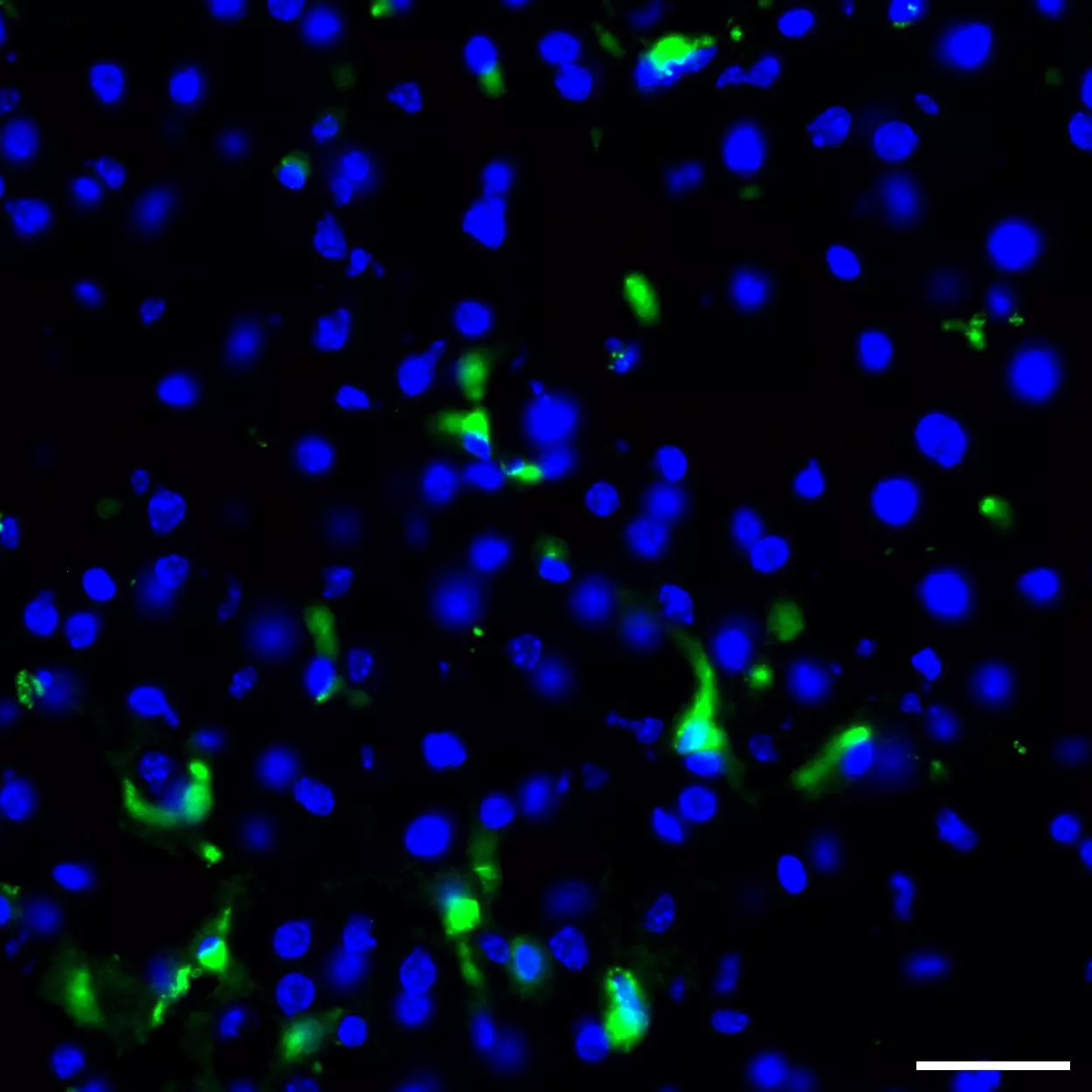 CD68 Antibody, anti-mouse, REAfinity™ | Miltenyi Biotec | USA