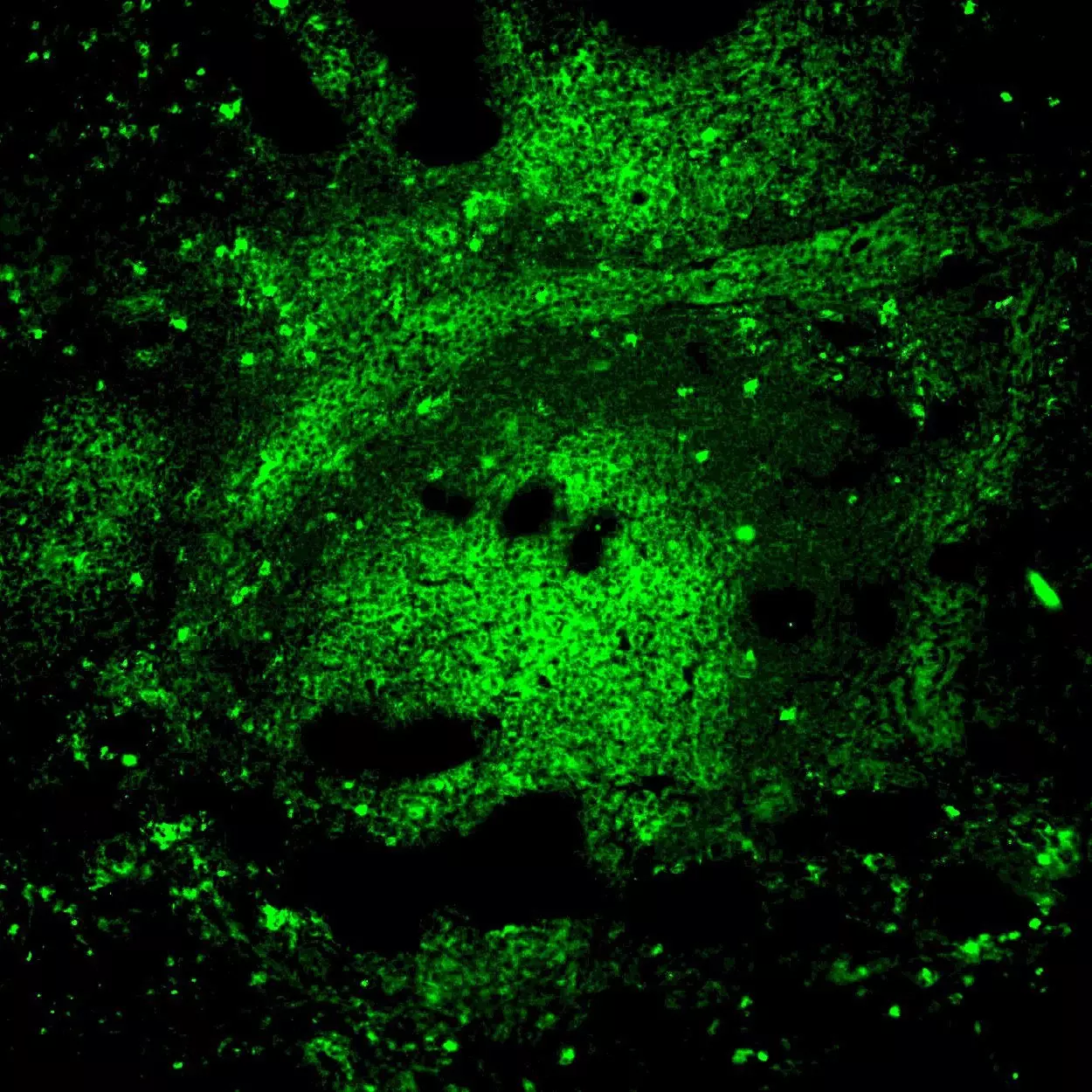 KLRG1 Antibody, anti-human, REAfinity™ | Miltenyi Biotec | Great Britain