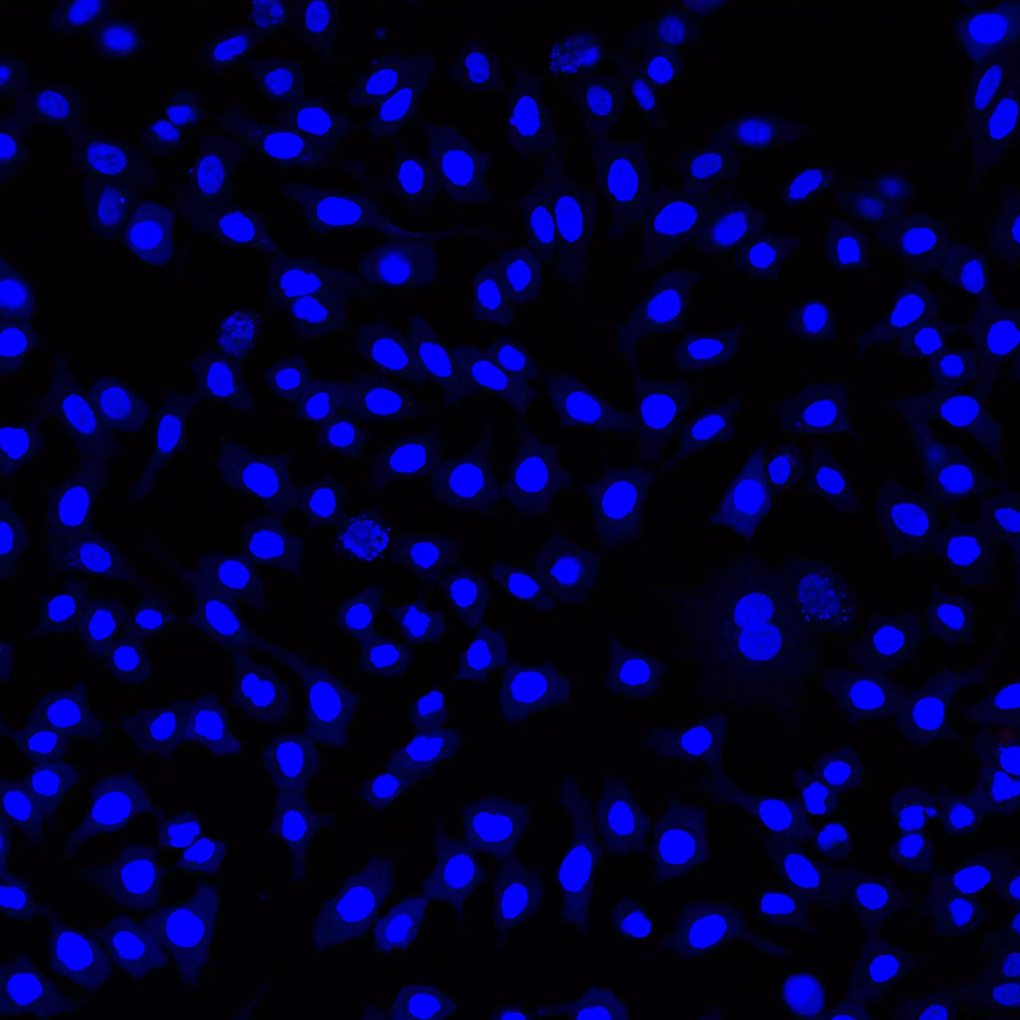 CD73 Antibody, anti-human, REAfinity™ | Miltenyi Biotec | USA