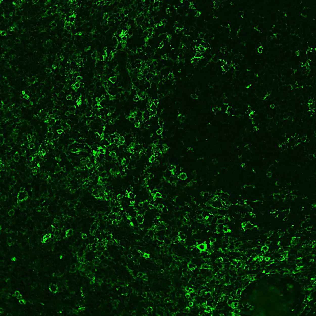 CD162 Antibody, anti-human, REAfinity™ | Miltenyi Biotec | USA