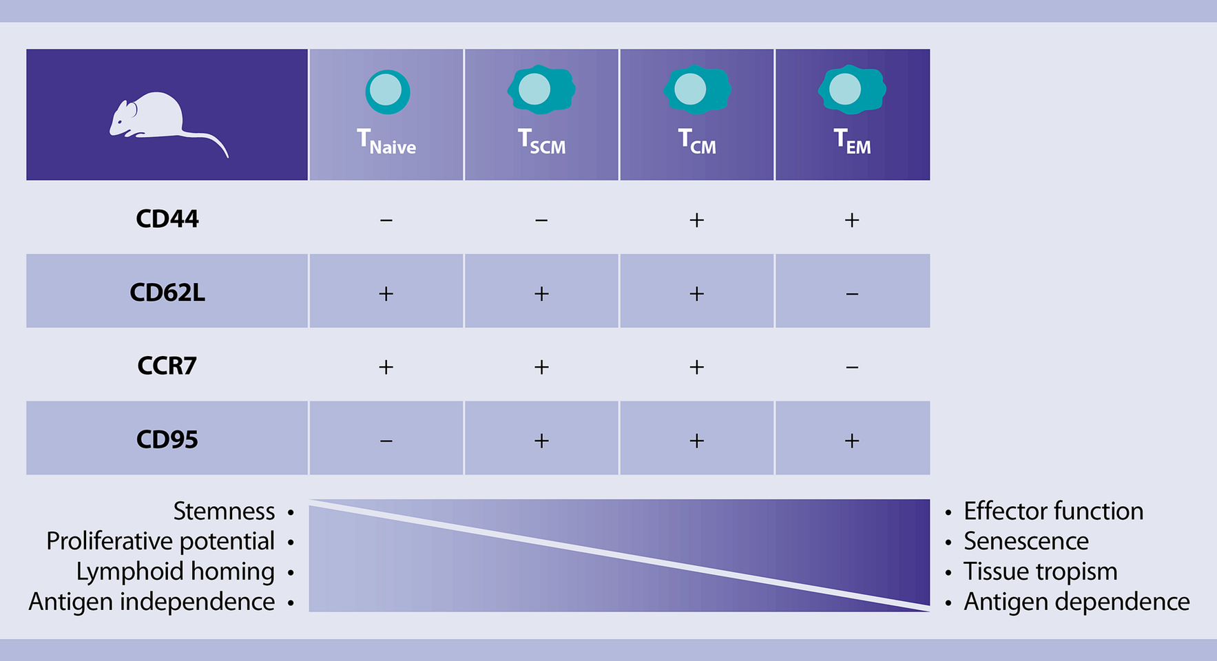 Cytotoxic T Cells Cd8 T Cells Mouse Handbook Miltenyi Biotec Australia