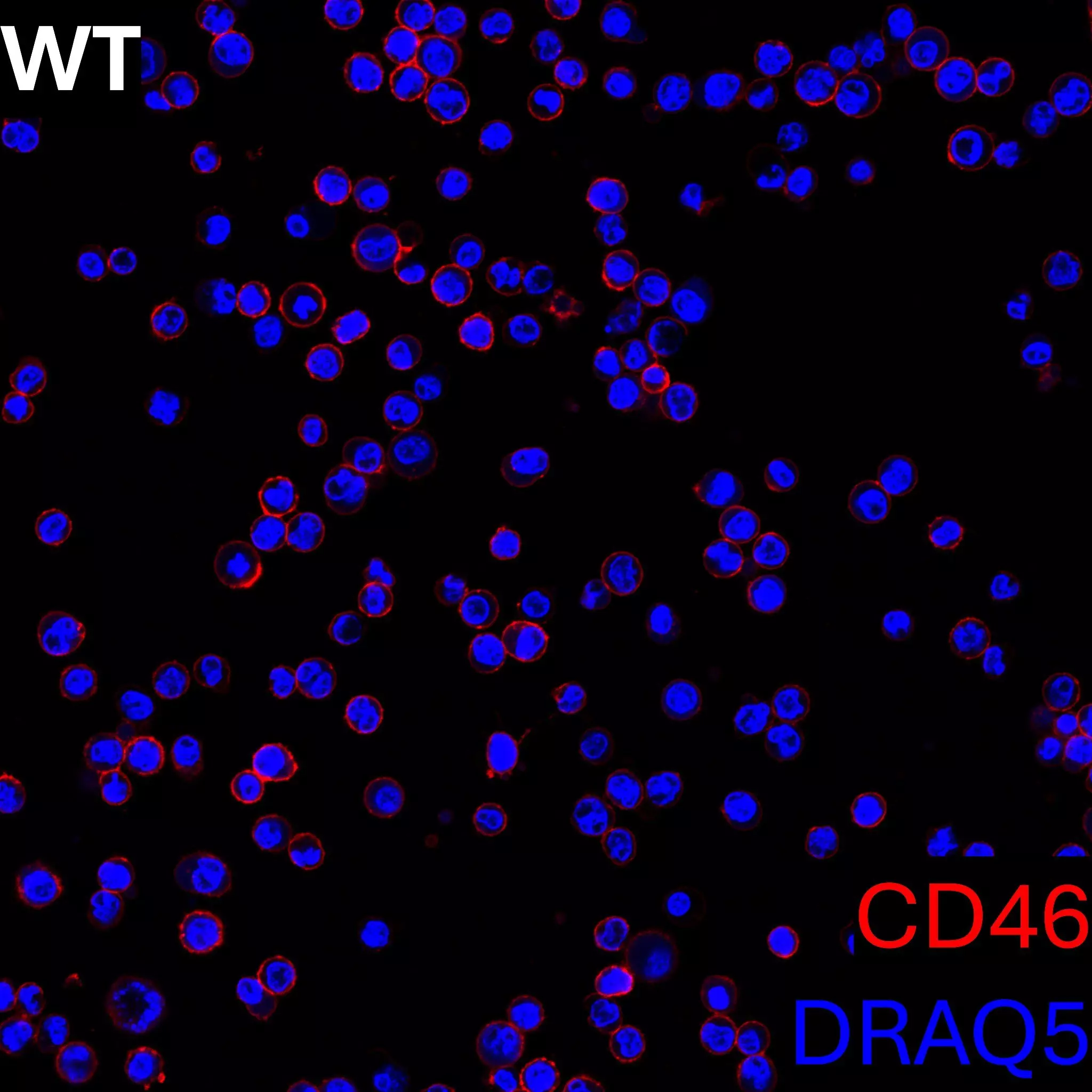 CD46 Antibody, anti-human, REAfinity™ | Miltenyi Biotec | Great Britain