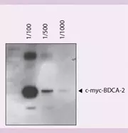 c-myc Antibody, anti-human/mouse/rat | Miltenyi Biotec | USA