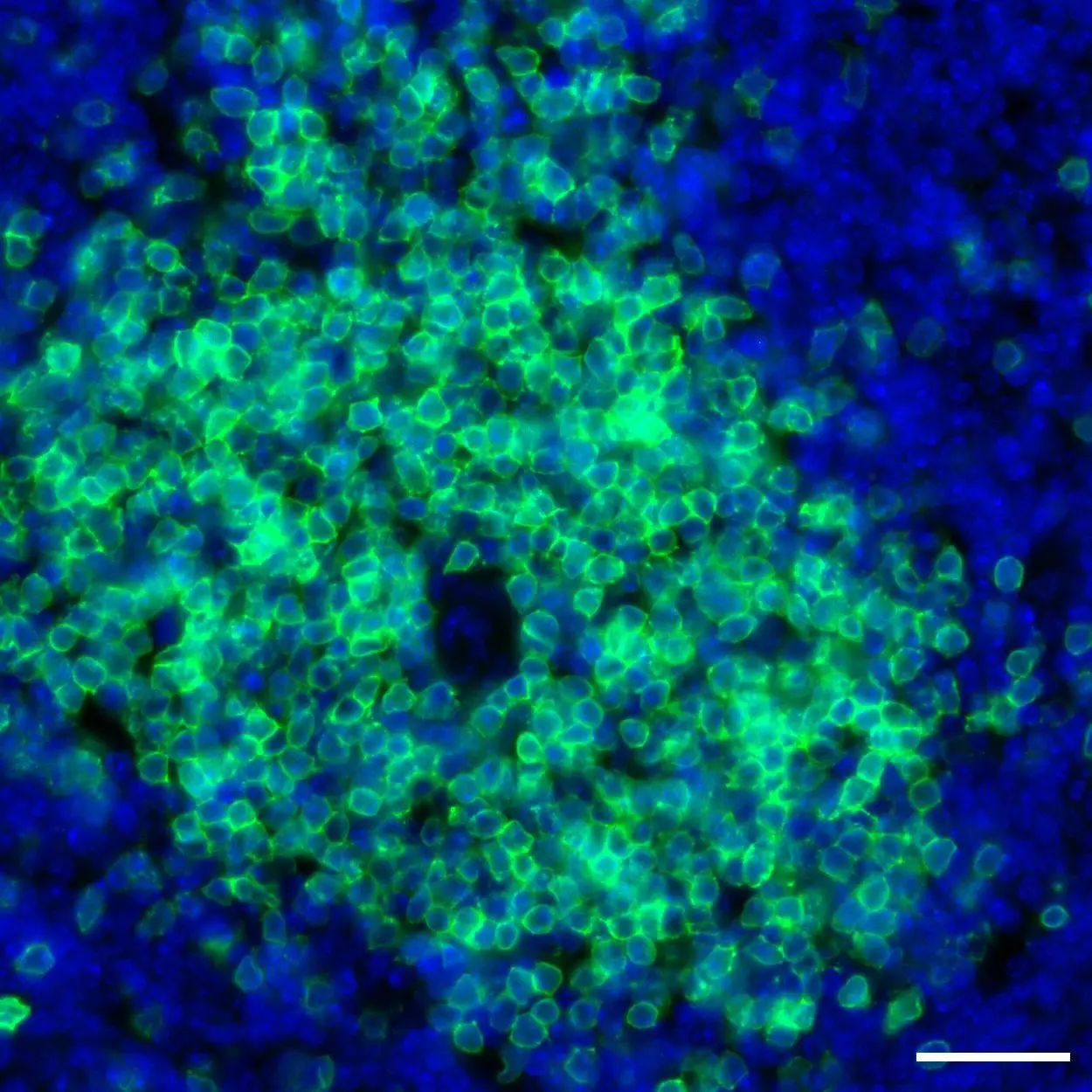 CD3 Antibody, anti-mouse, REAfinity™ | Miltenyi Biotec | USA