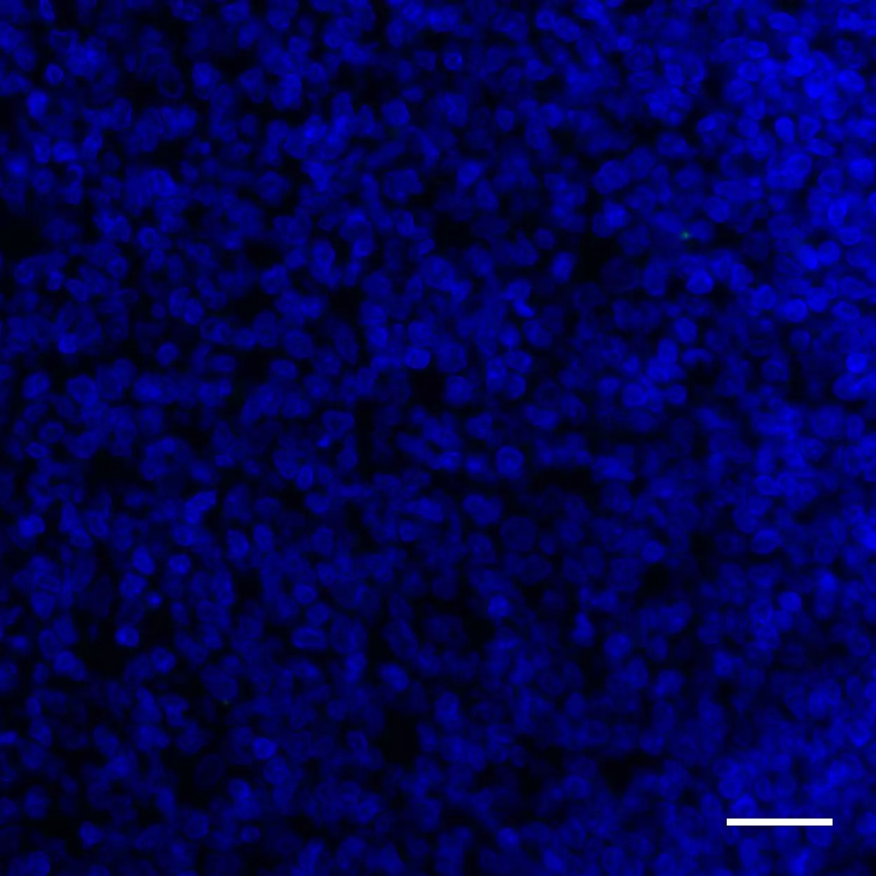 STING (TMEM173) Antibody, anti-human, REAdye_lease™ | Miltenyi Biotec ...