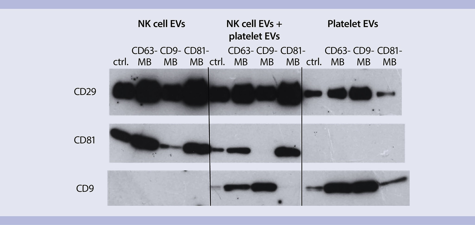 Exosome isolation and analysis | Miltenyi Biotec | 香港