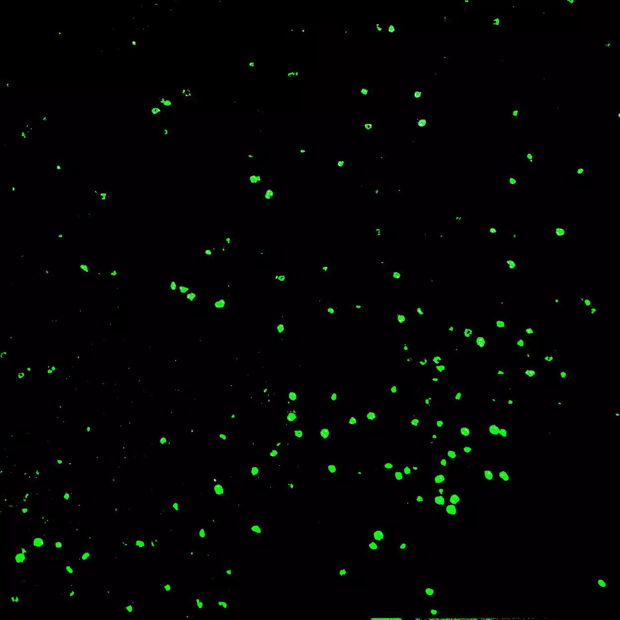 CD57 Antibody, anti-human | Miltenyi Biotec | 대한민국