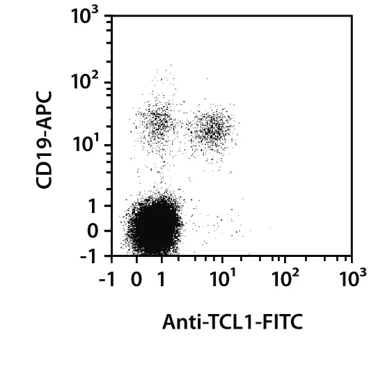 TCL1 Antibody, anti-human, REAfinity™ | Miltenyi Biotec | India