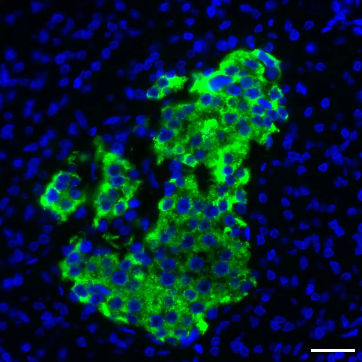 Insulin Antibody, anti-human, REAdye_lease™ | Miltenyi Biotec | India