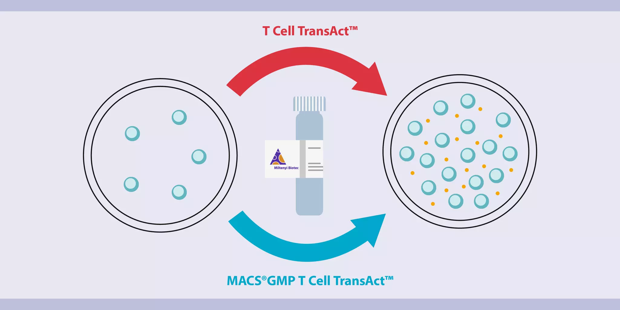 CAR T Cell workflow | Streamline your CAR T Cell research | Miltenyi ...