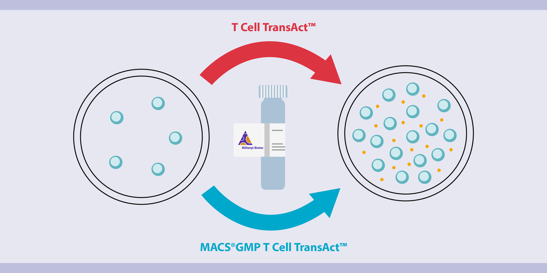 CAR T Cell workflow | Streamline your CAR T Cell research | Miltenyi ...