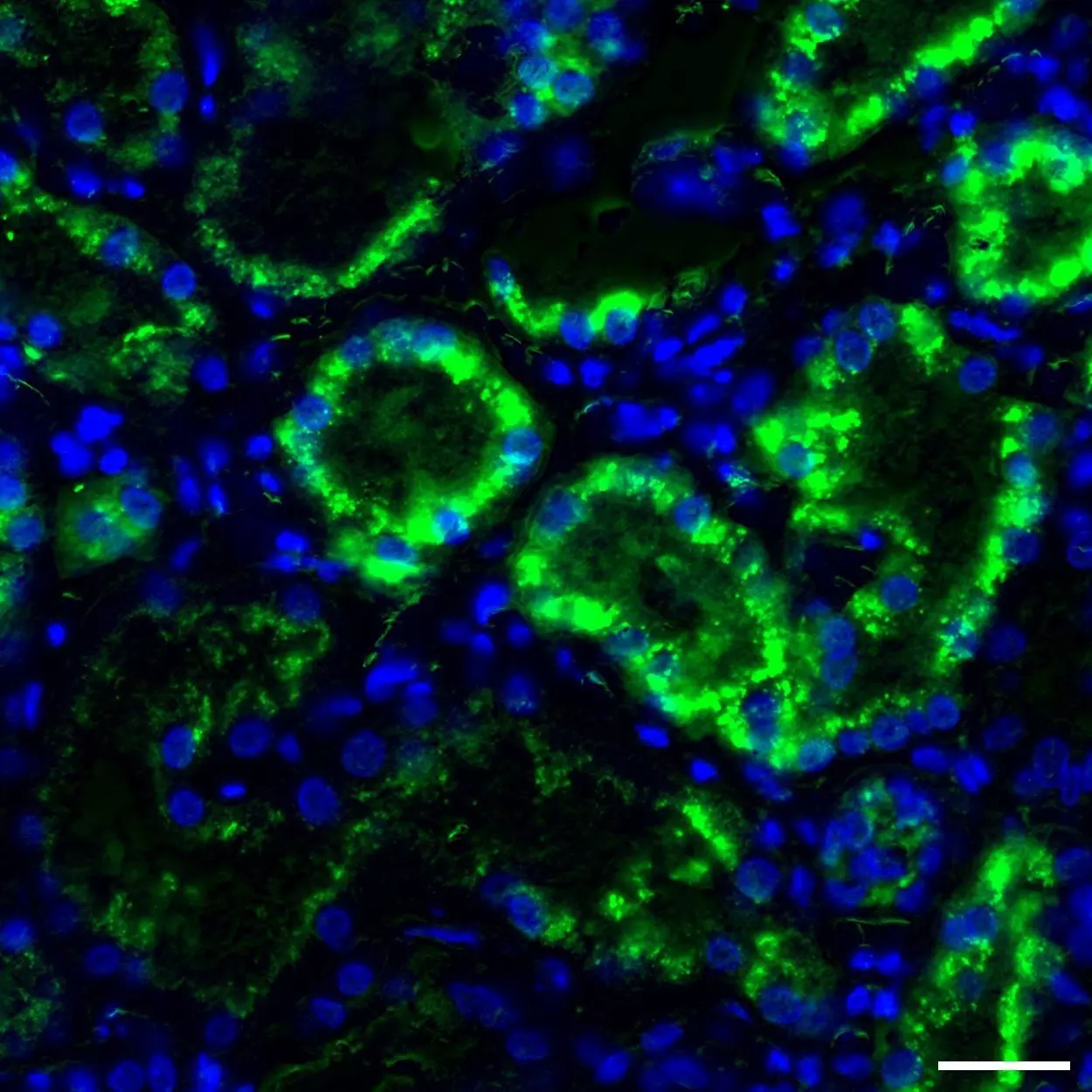 Napsin-A Antibody, anti-human, REAdye_lease™ | Miltenyi Biotec | USA