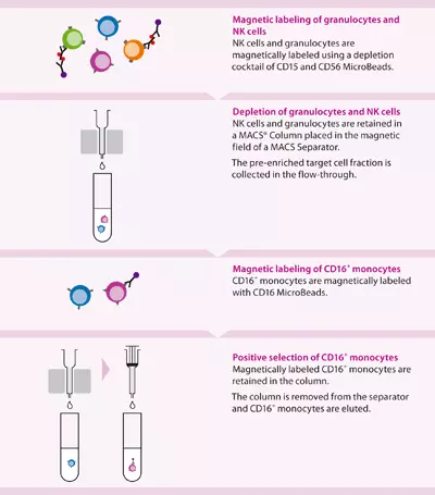 CD16+ Monocyte Isolation Kit, human | Miltenyi Biotec | Nederland