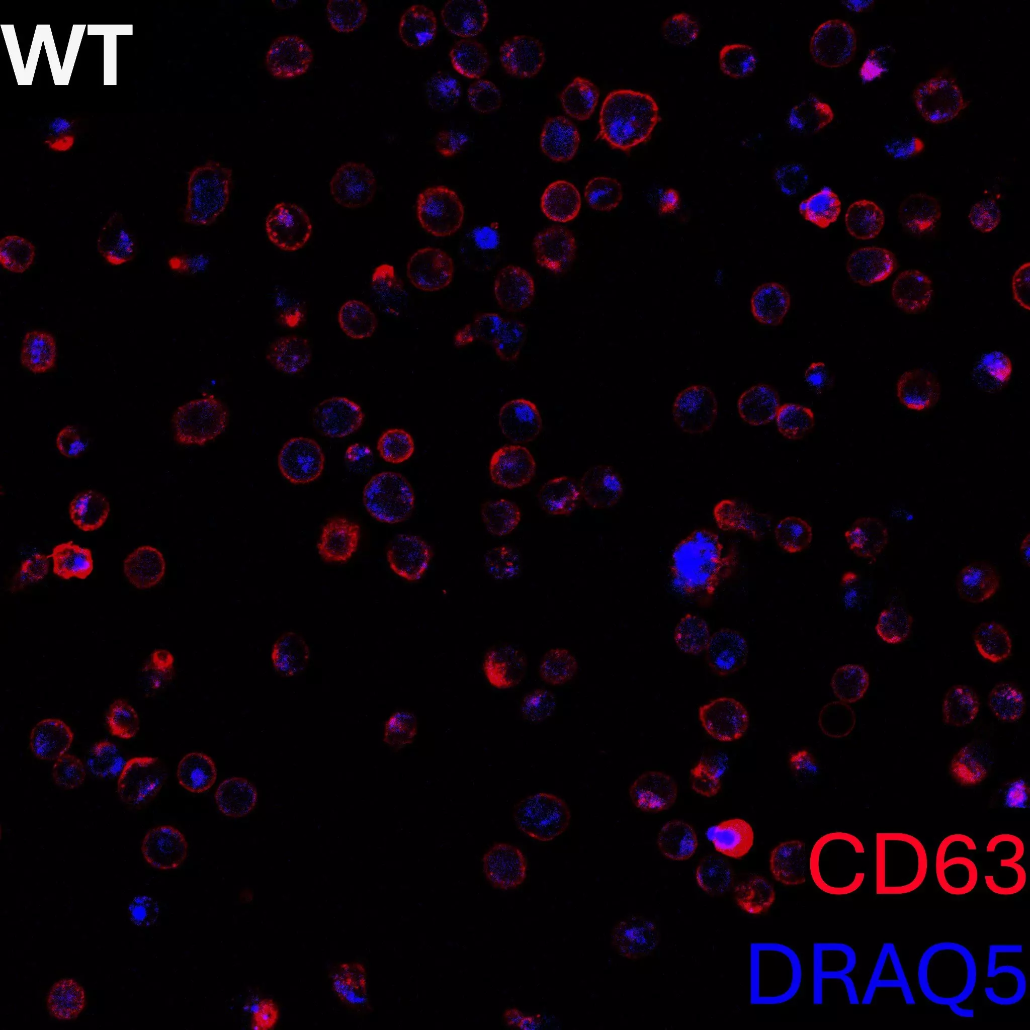CD63 Antibody, anti-human, REAfinity™ | Miltenyi Biotec | USA