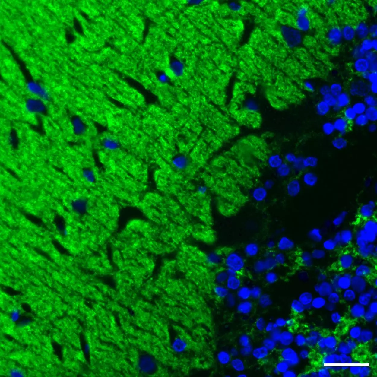 Synaptotagmin Antibody, anti-human, REAdye_lease™ | Miltenyi Biotec | USA