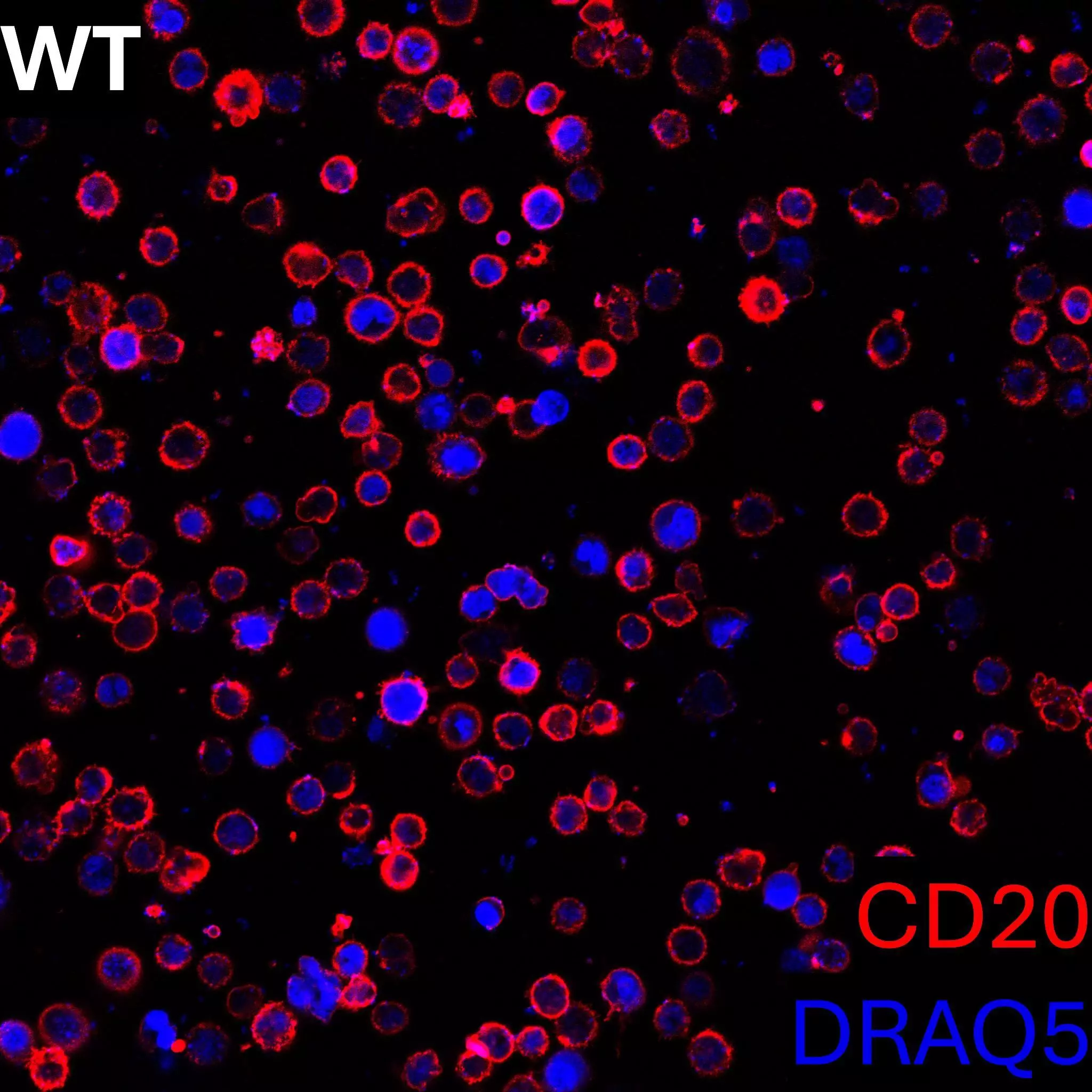 CD20 Antibody, anti-human | Miltenyi Biotec | USA