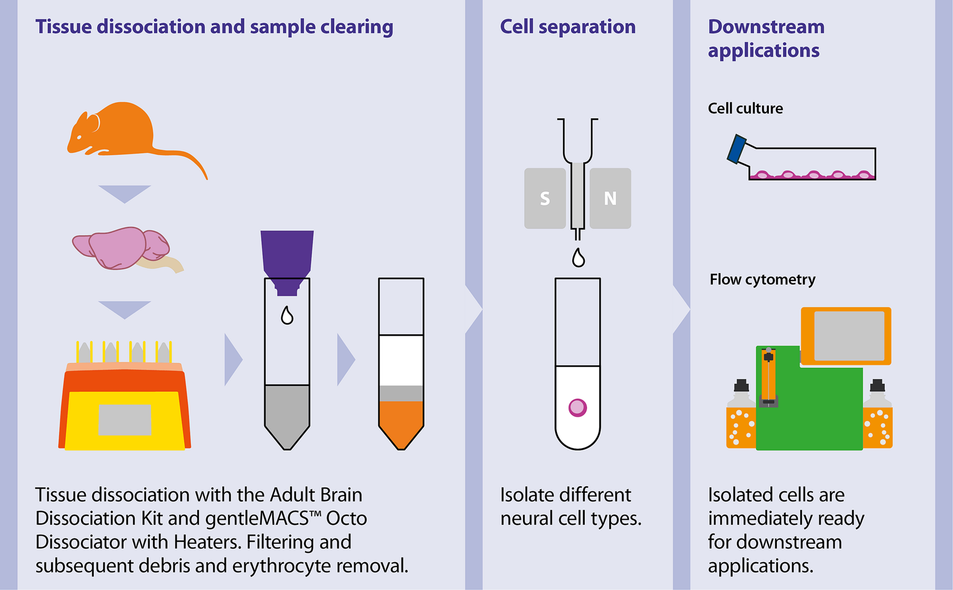 Neural cells | adult mouse brain | Workflow | Miltenyi Biotec | USA