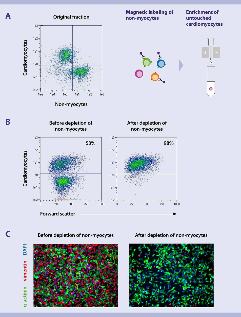 Keep a heart beating | Miltenyi Biotec | USA
