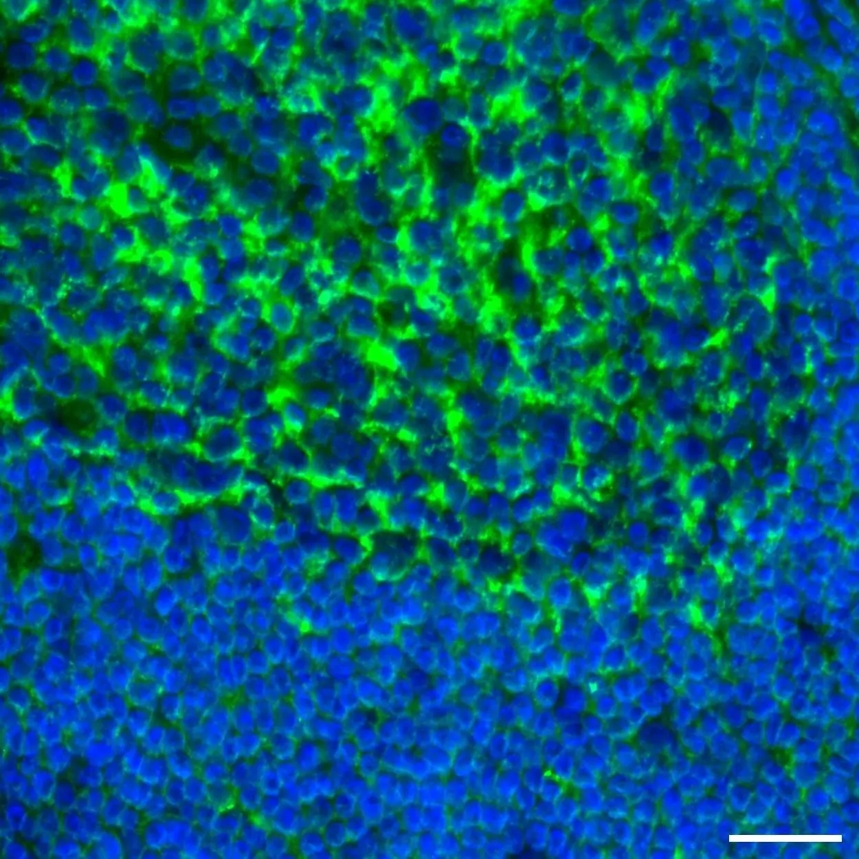 CD19 Antibody, anti-human, REAfinity™ | Miltenyi Biotec | USA