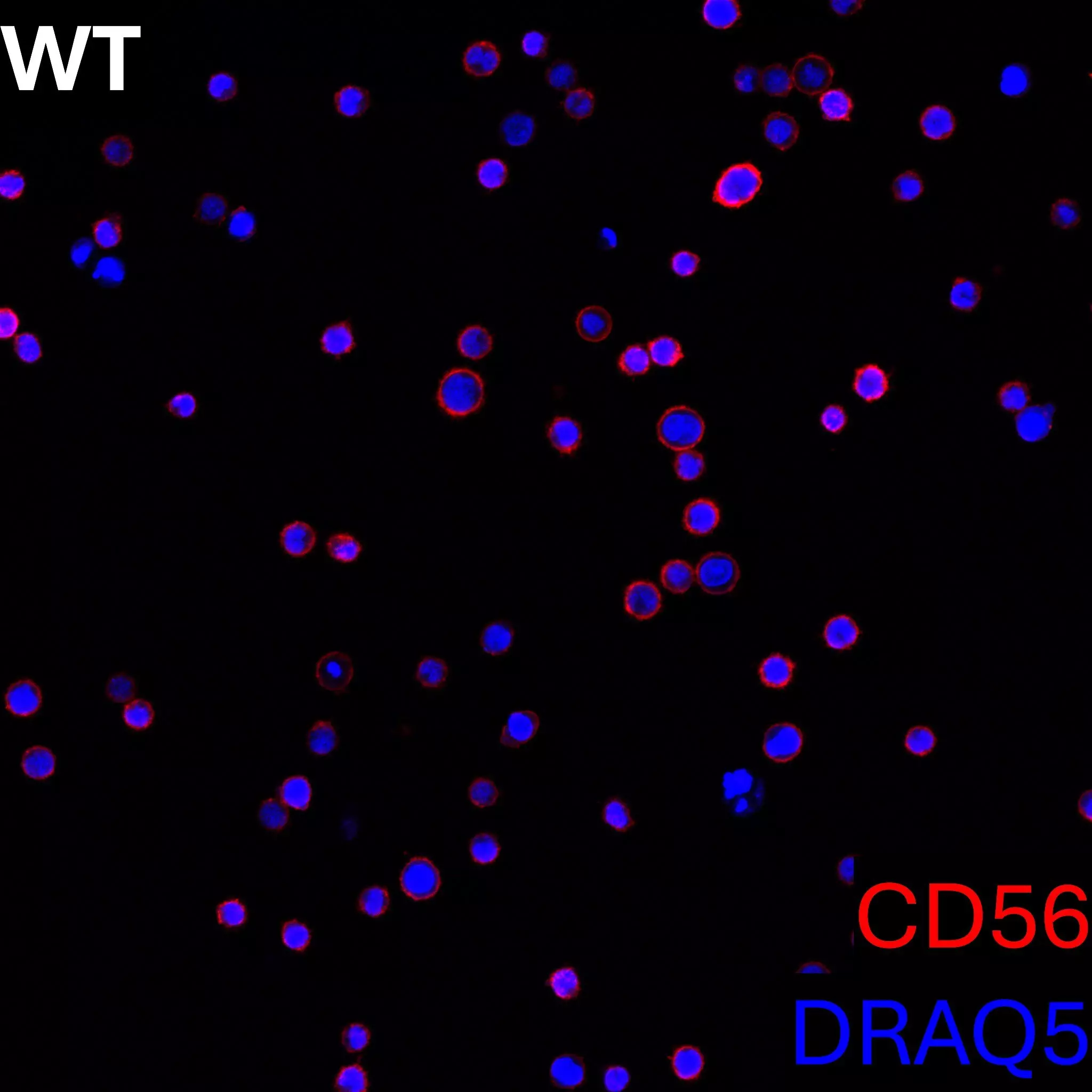 CD56 Antibody, anti-human, REAlease® | Miltenyi Biotec | USA