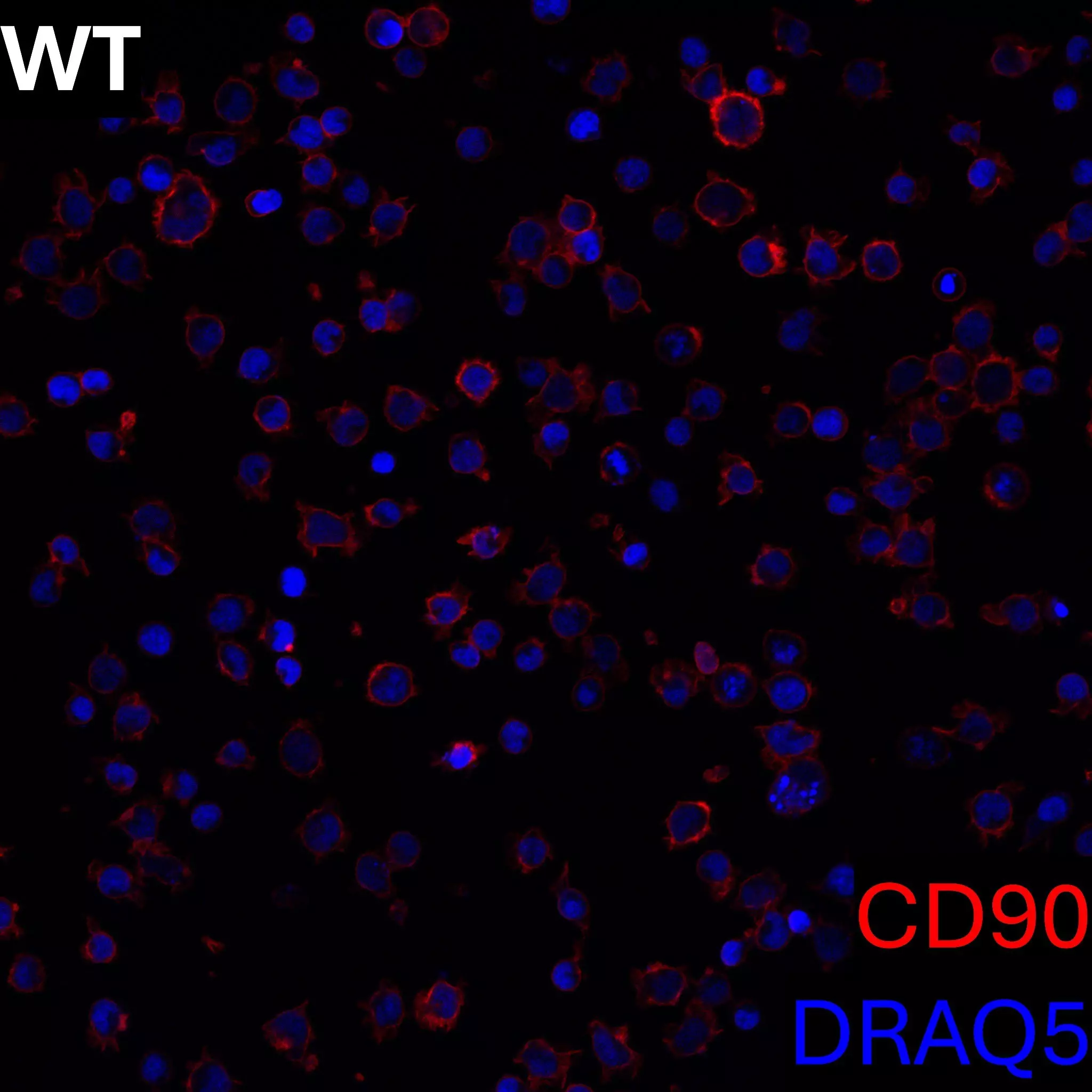 CD90 Antibody, anti-human, REAfinity™ | Miltenyi Biotec | USA